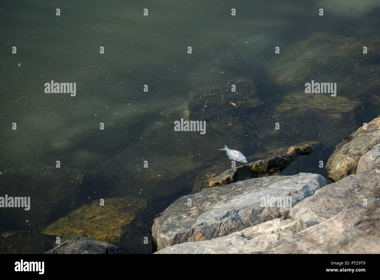 A small dead fish at bank of the ocean Stock Photo - Alamy