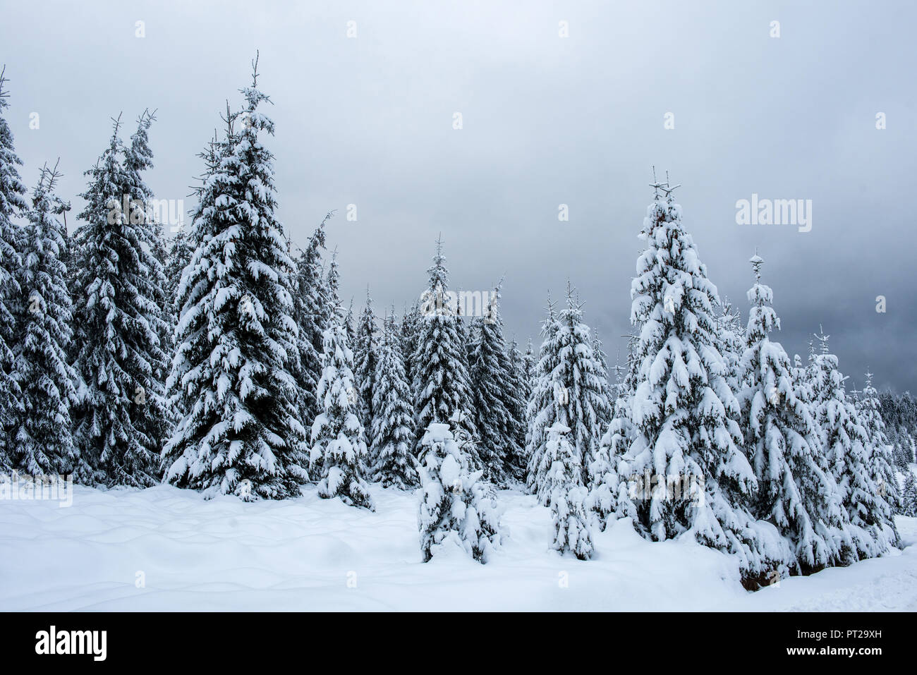 Fairy winter landscape with fir trees. Christmas greetings background ...