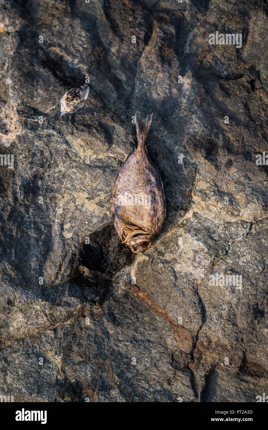Small dead fish hi-res stock photography and images - Alamy