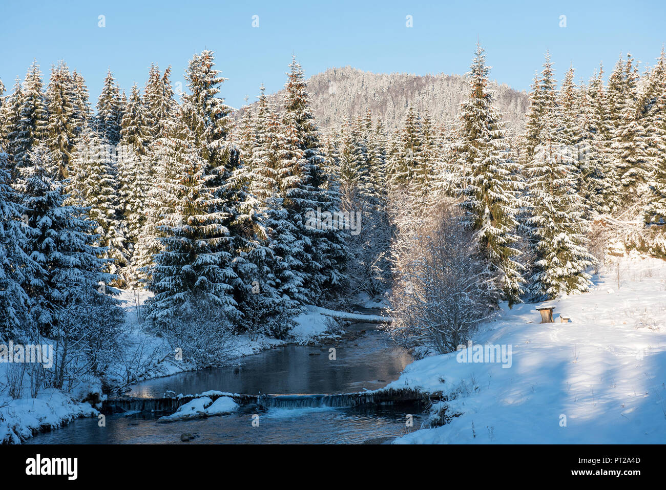 Winter water stream in the forest with snow covered trees Stock Photo ...