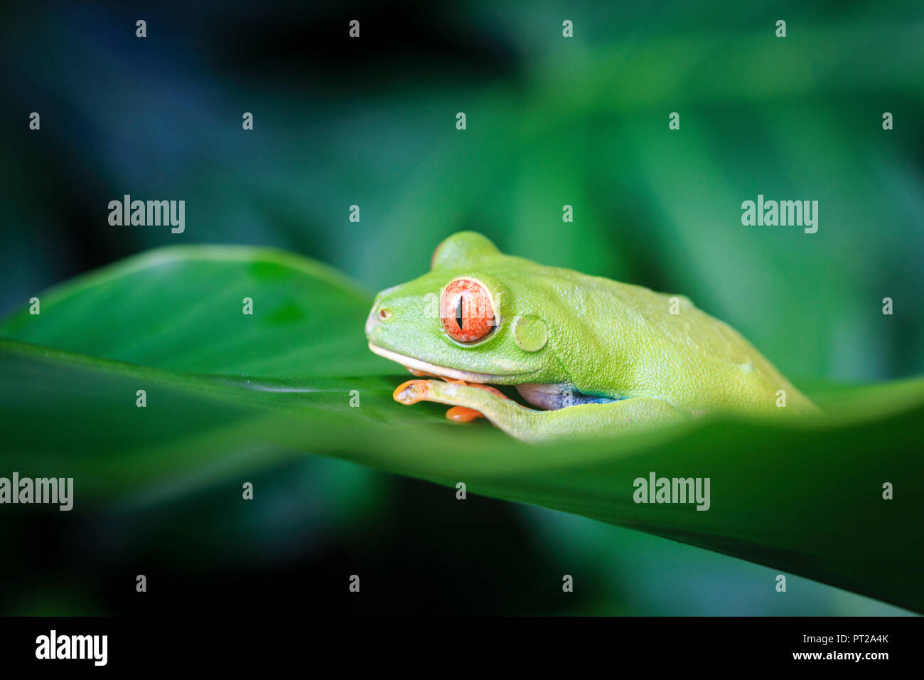 Wild Red Eyed Tree Frog close up, Tortuguero, Costa Rica, Central ...