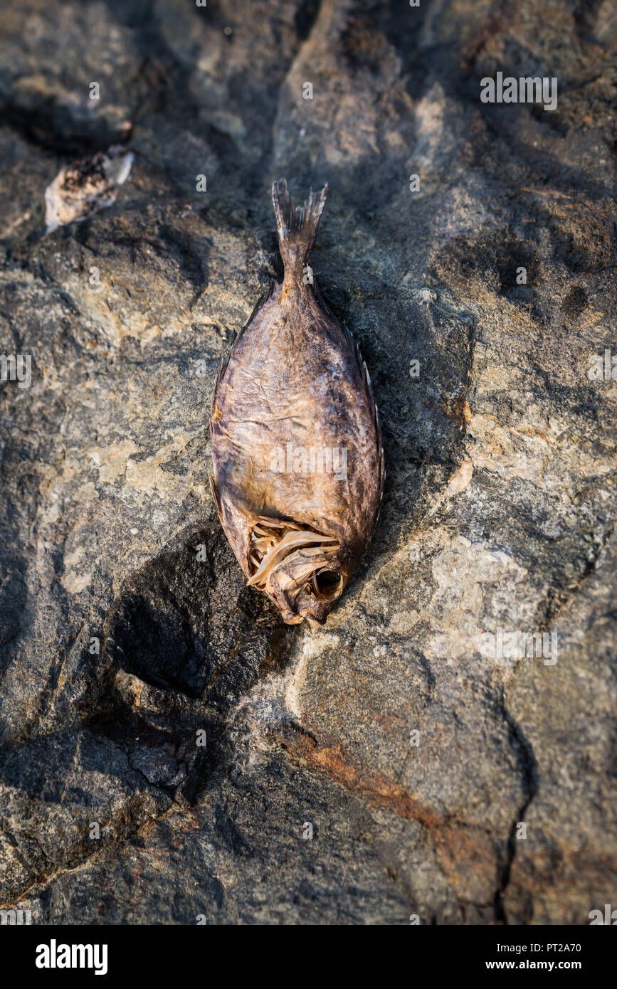 Small dead fish hi-res stock photography and images - Alamy