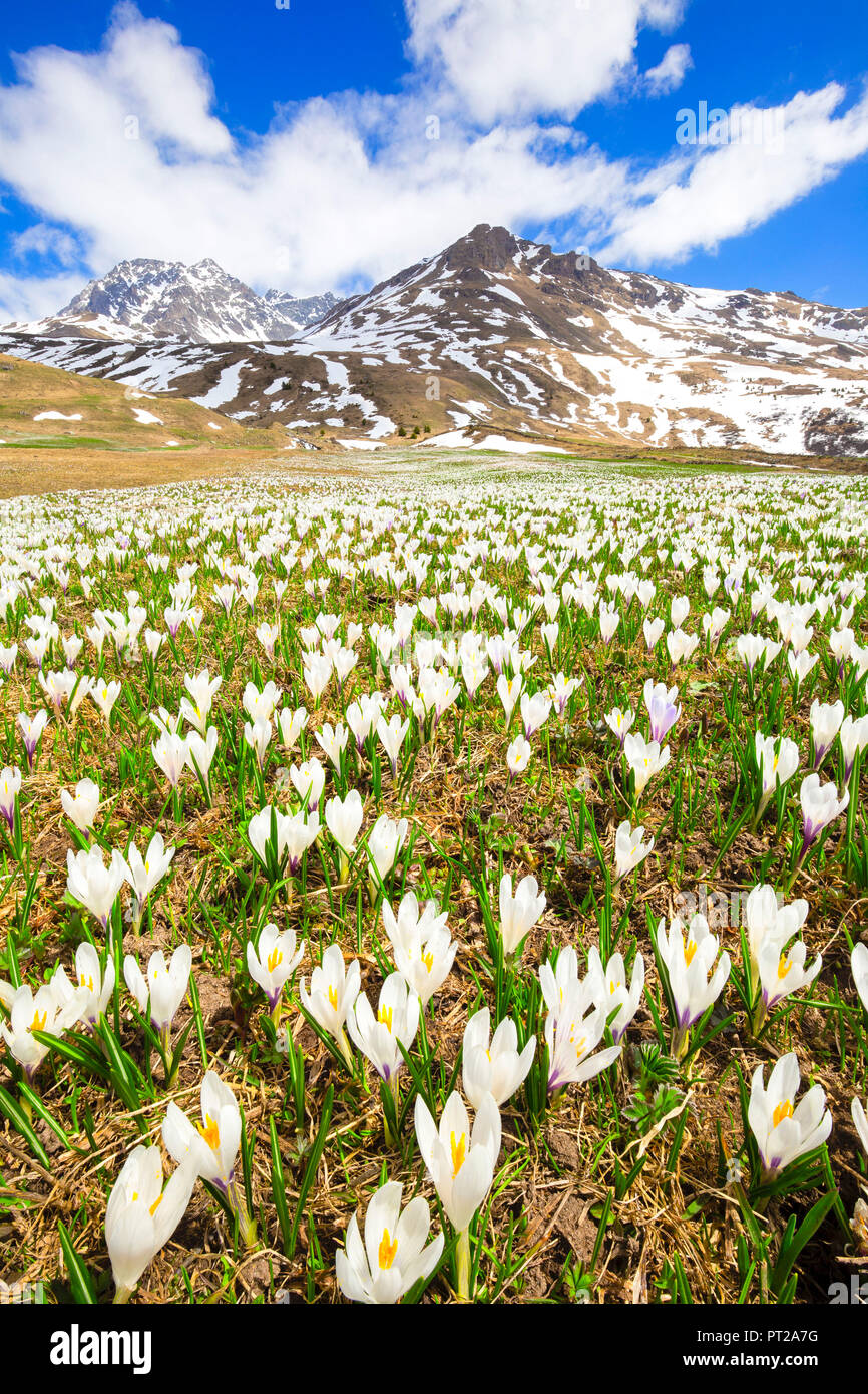 Switzerland europe graubunden parc ela hi-res stock photography and ...