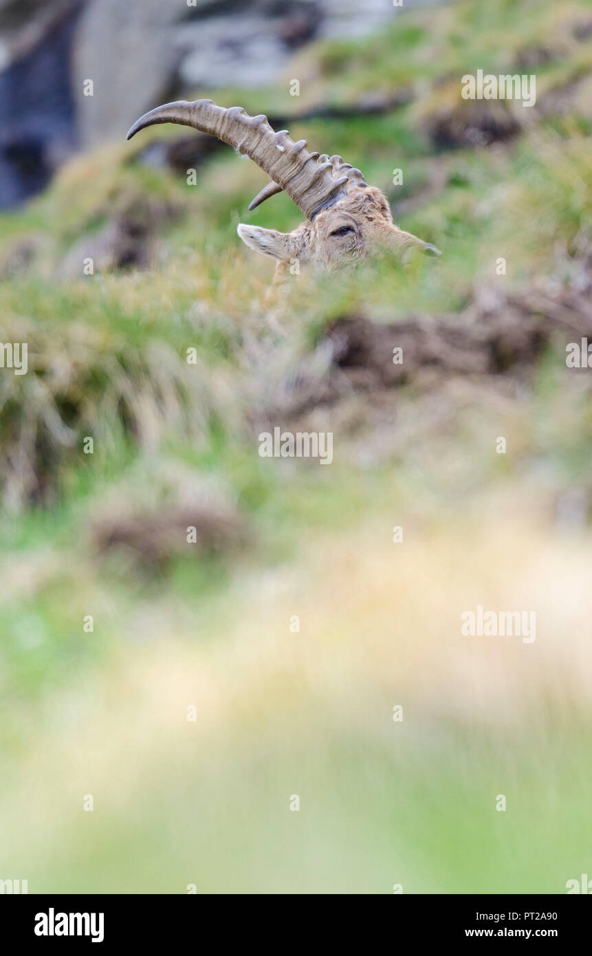 Sleeping ibex, Valle dell'Orco, Gran Paradiso National Park, Piedmont ...