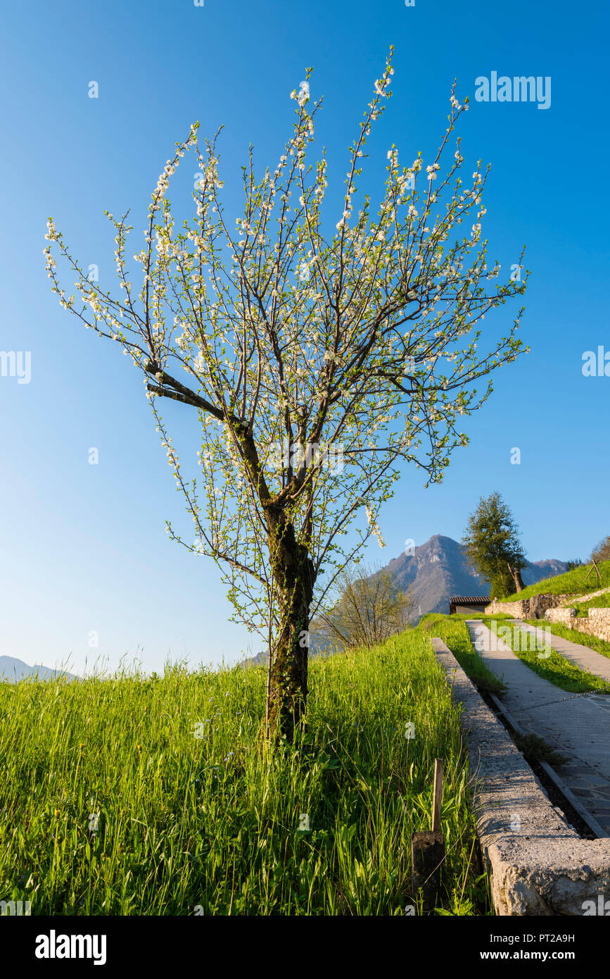 Apple tree, Val Brembana, Province of Bergamo, Orobie alps, Italian ...