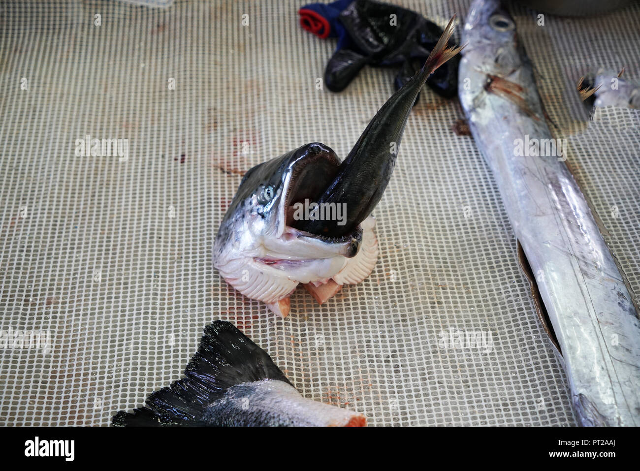 Fresh fish photographed on a fish market in Portugal Stock Photo - Alamy