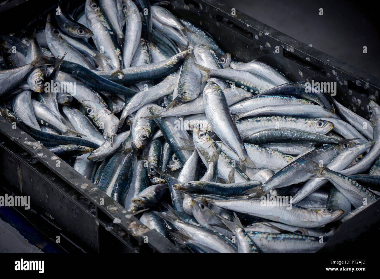 Sardines net hi-res stock photography and images - Alamy