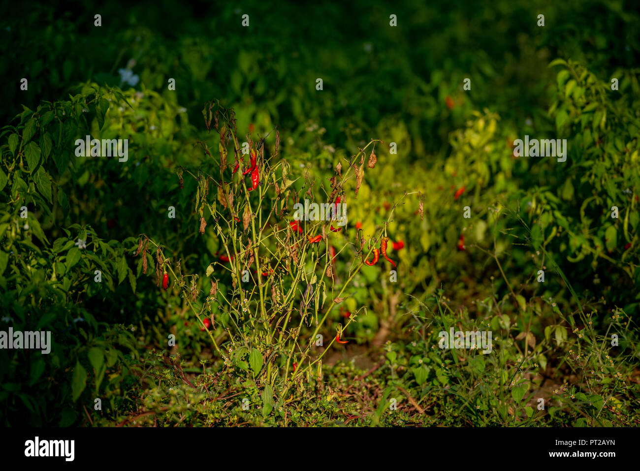field cultivated with chili peppers Stock Photo - Alamy