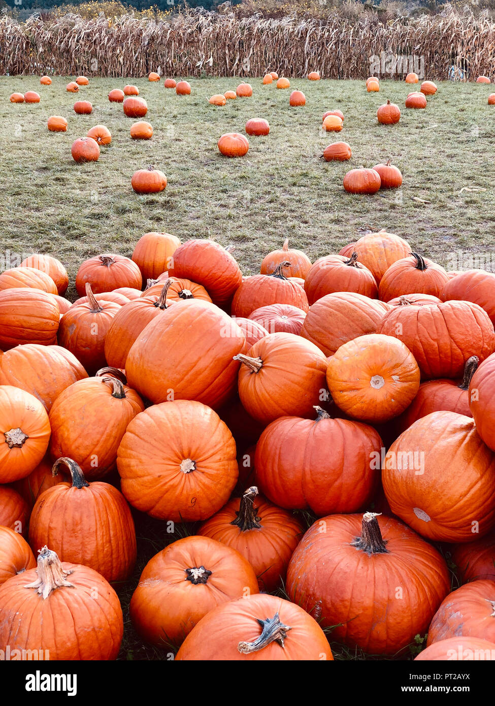 Pile of pumpkins at pumpkin patch Stock Photo - Alamy