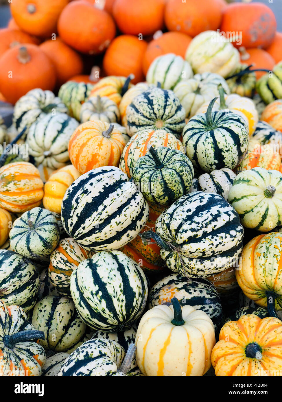 Pile of pumpkins Stock Photo - Alamy