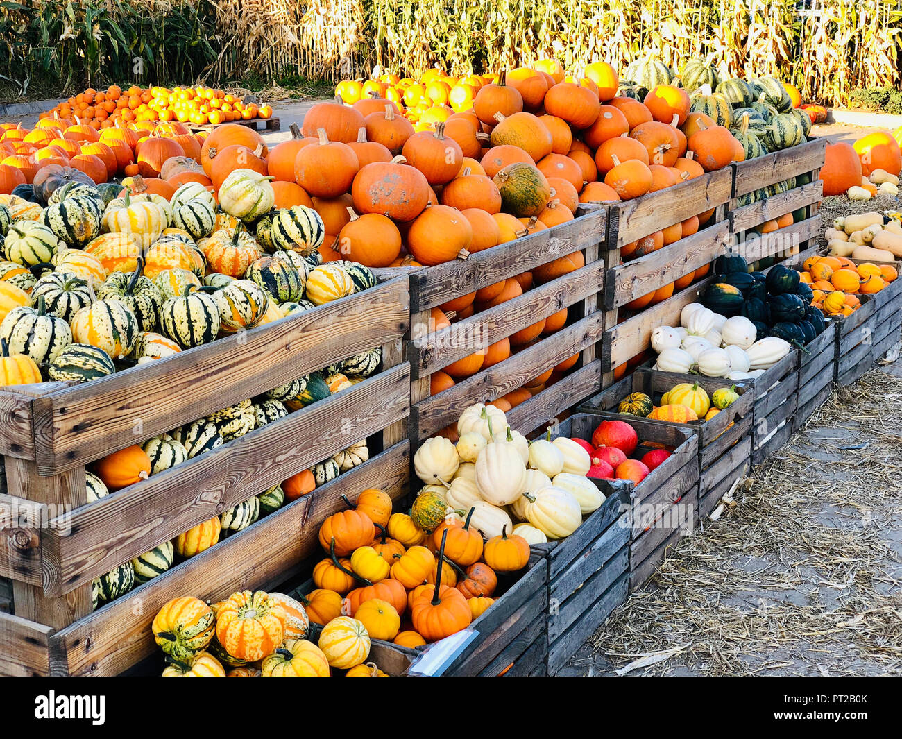 Different autumn shapes and kinds of pumpkins at the farm Stock Photo ...