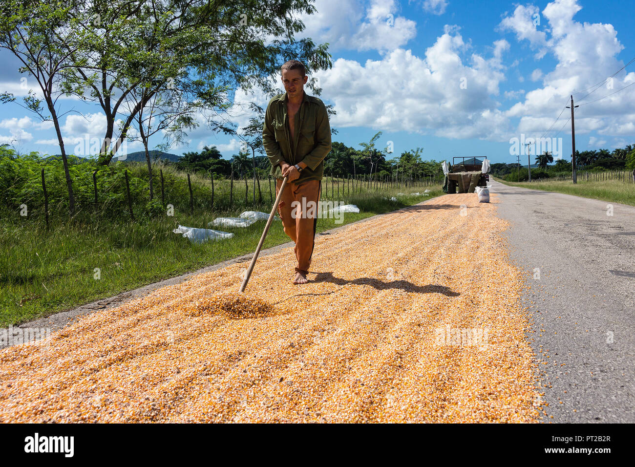 Cuba, highway, corn drying Stock Photo - Alamy