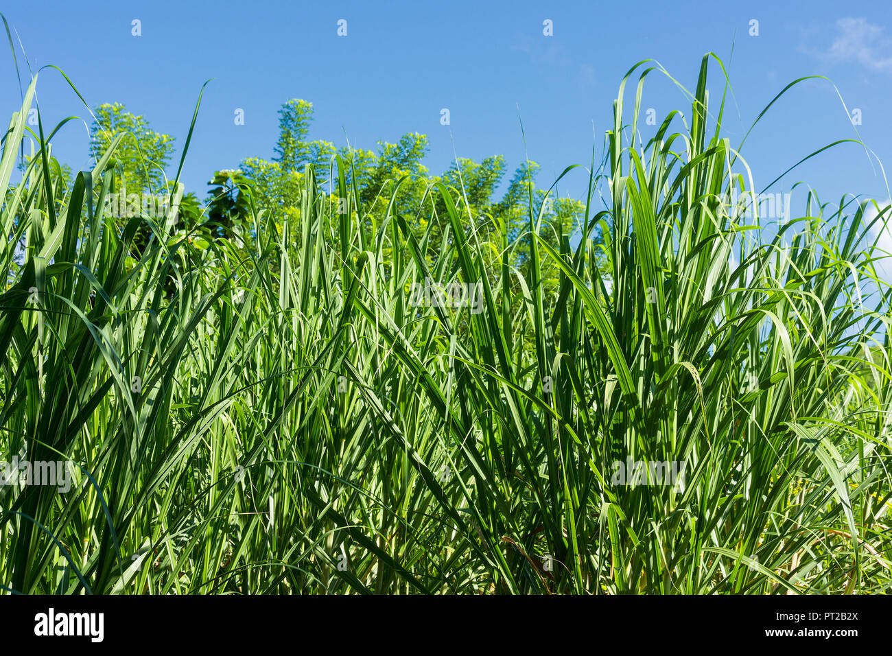 Cuba, sugar cane Stock Photo - Alamy