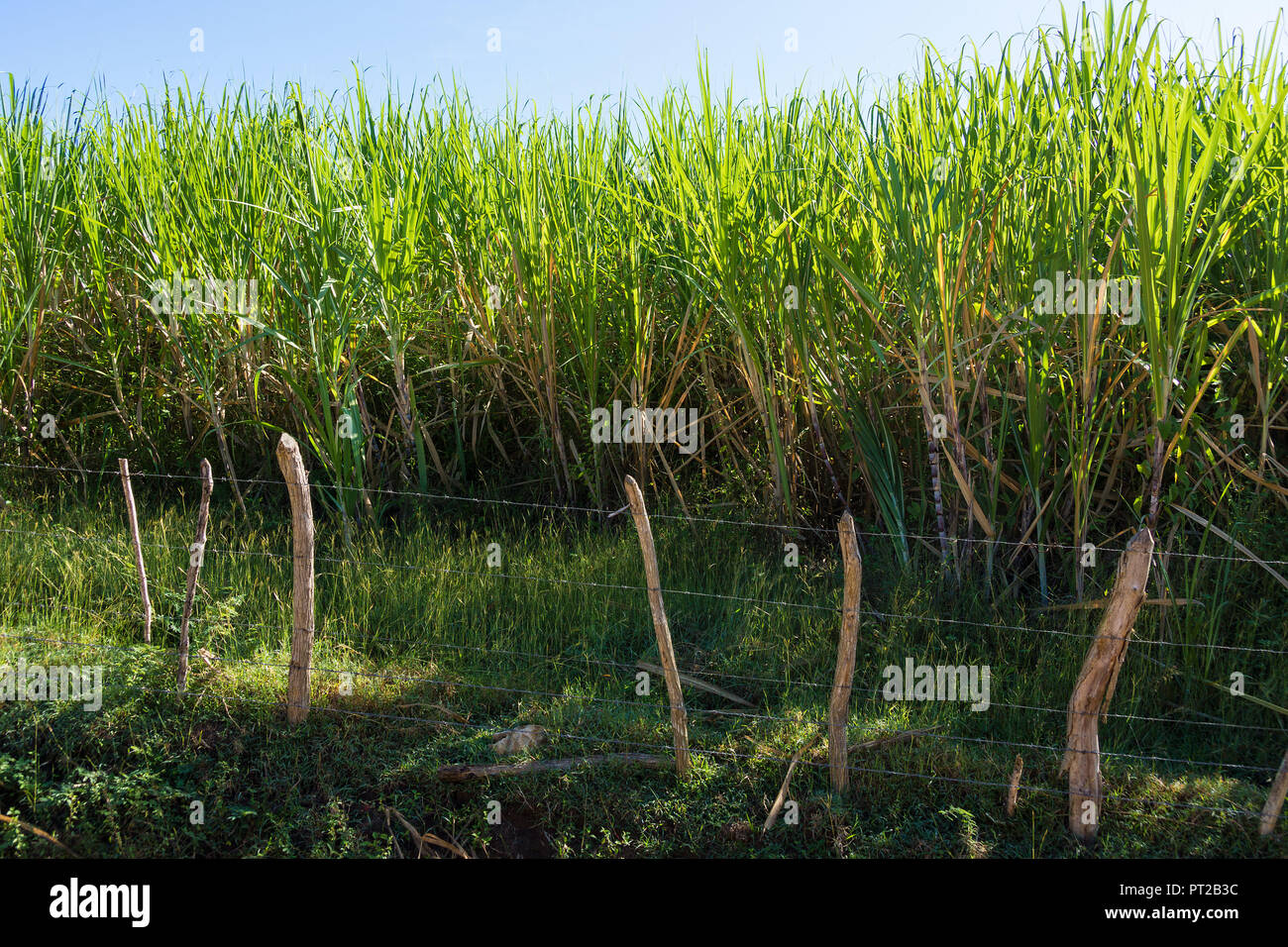 Cuba Sugar Field High Resolution Stock Photography and Images - Alamy