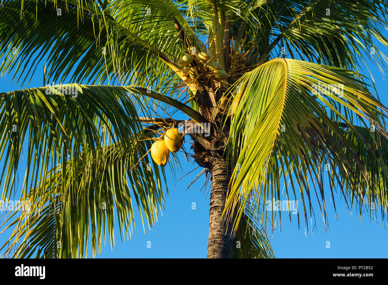 Cuba, Cienfuegos, Coconut palm Stock Photo - Alamy