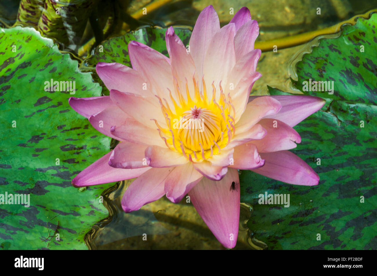 A waterlily growing in a garden pond Stock Photo - Alamy