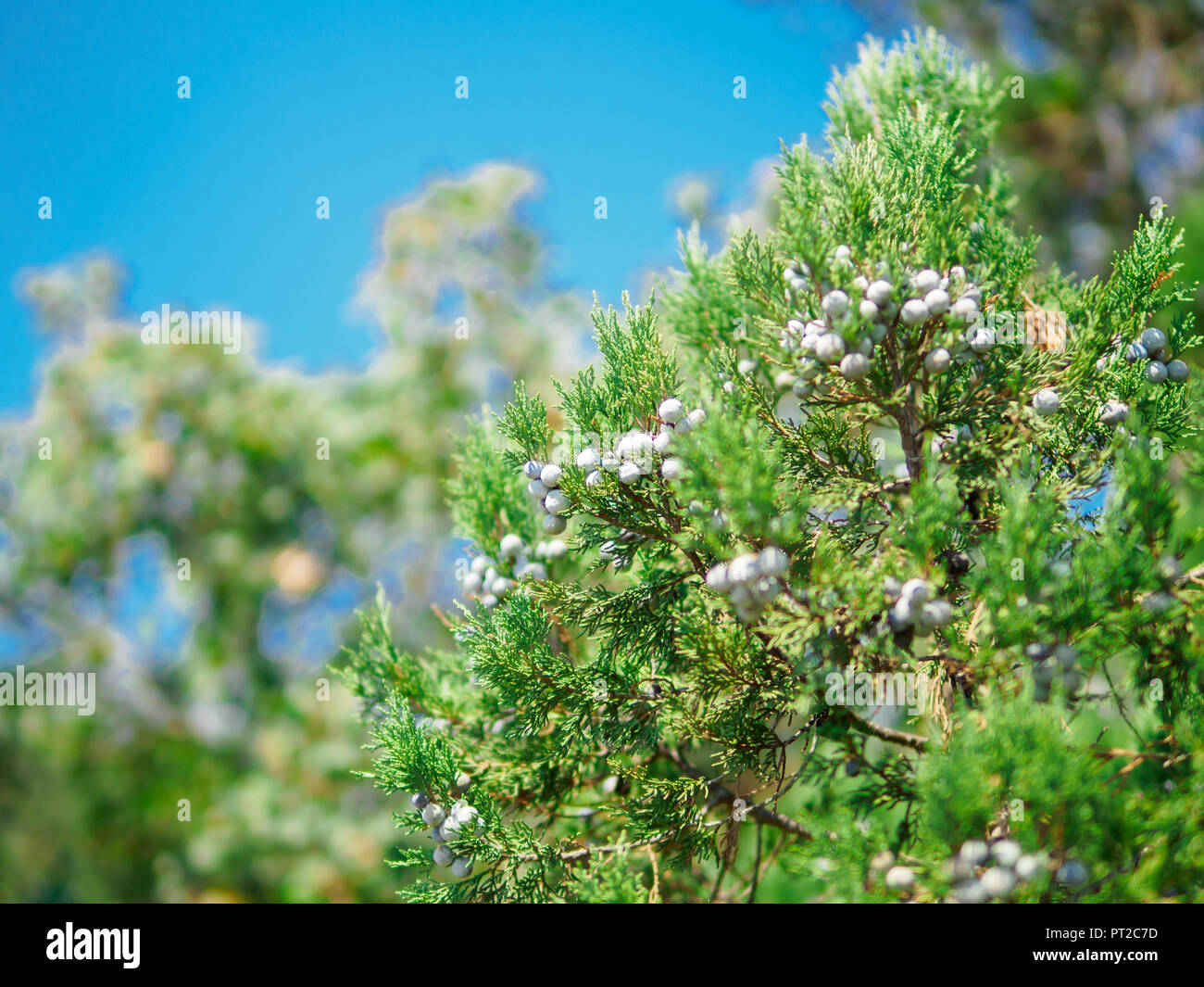 Cones of juniperus communis hi-res stock photography and images - Alamy