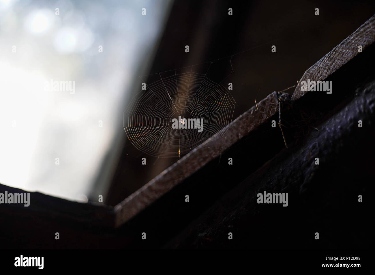 A spider resting on its web settles in a wooden house, Its cobweb ...