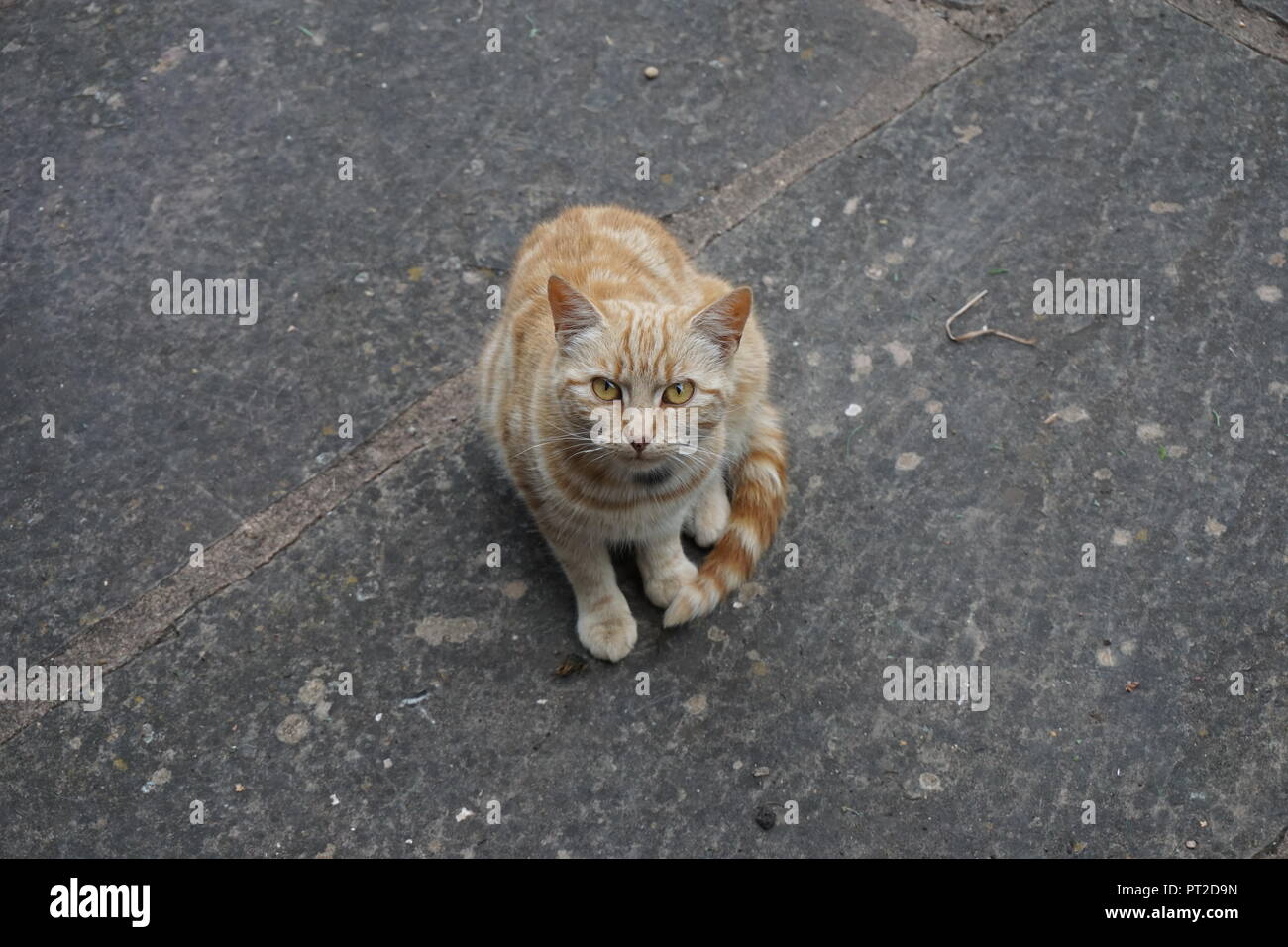A ginger pet farm cat waits for its food Stock Photo - Alamy