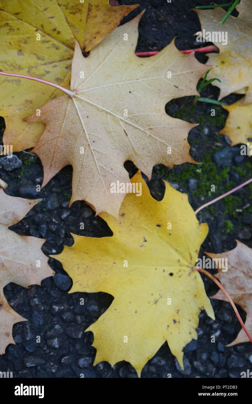 Maple leaves fall in the autumn as rain and dew form water droplets ...
