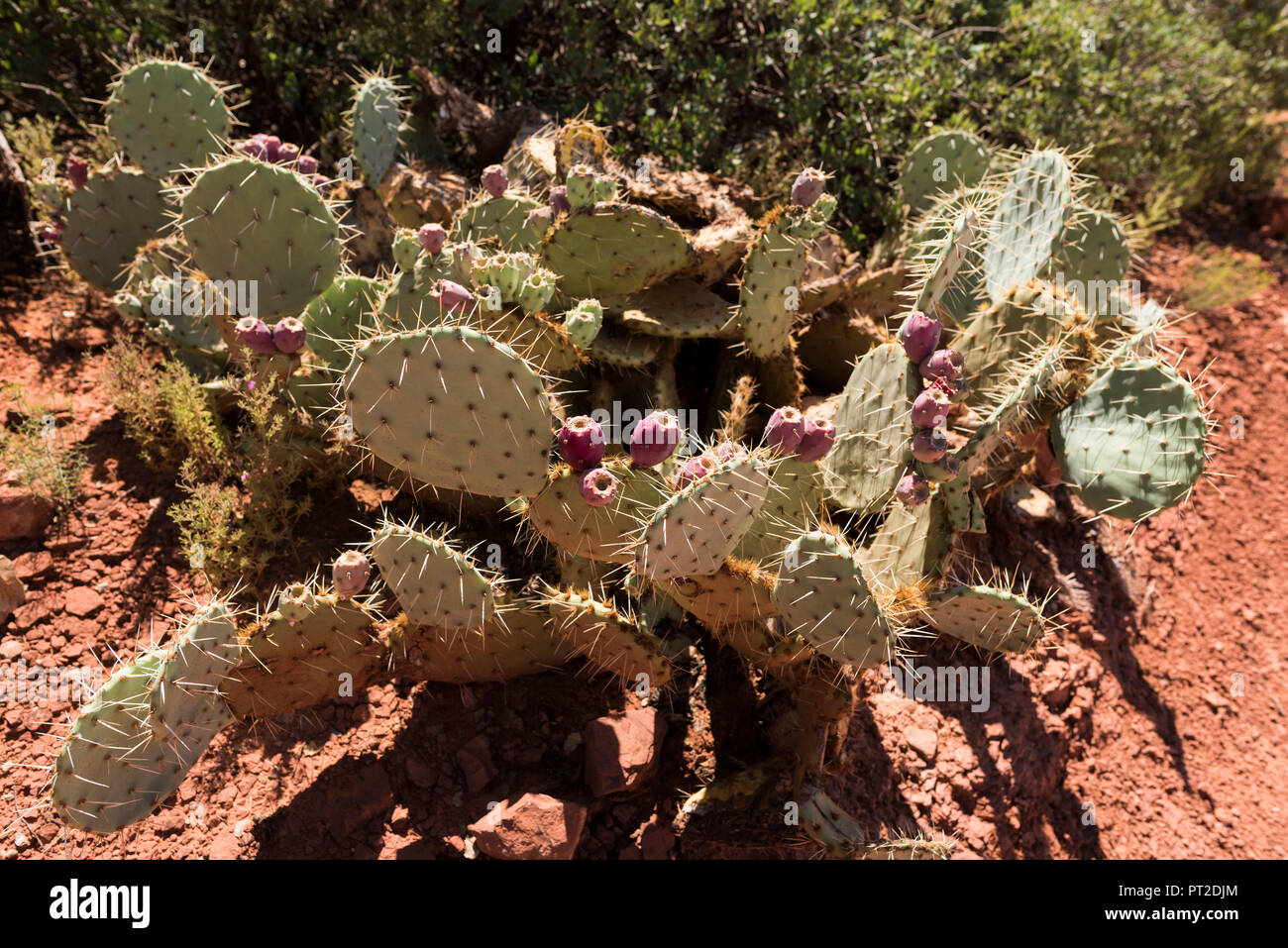 USA, southwest, Arizona, prickly pear, near Sedona Stock Photo - Alamy
