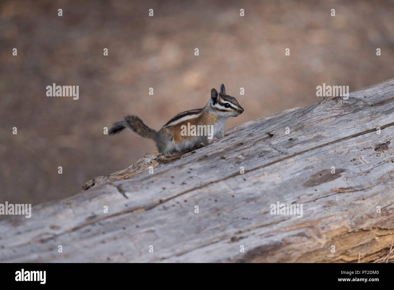 California usa yosemite alpine hi-res stock photography and images - Alamy