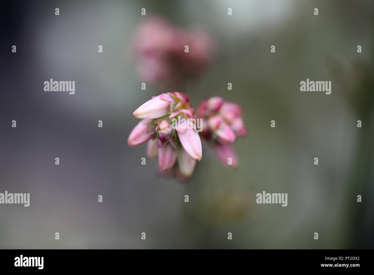Blueberry bud in spring Stock Photo - Alamy