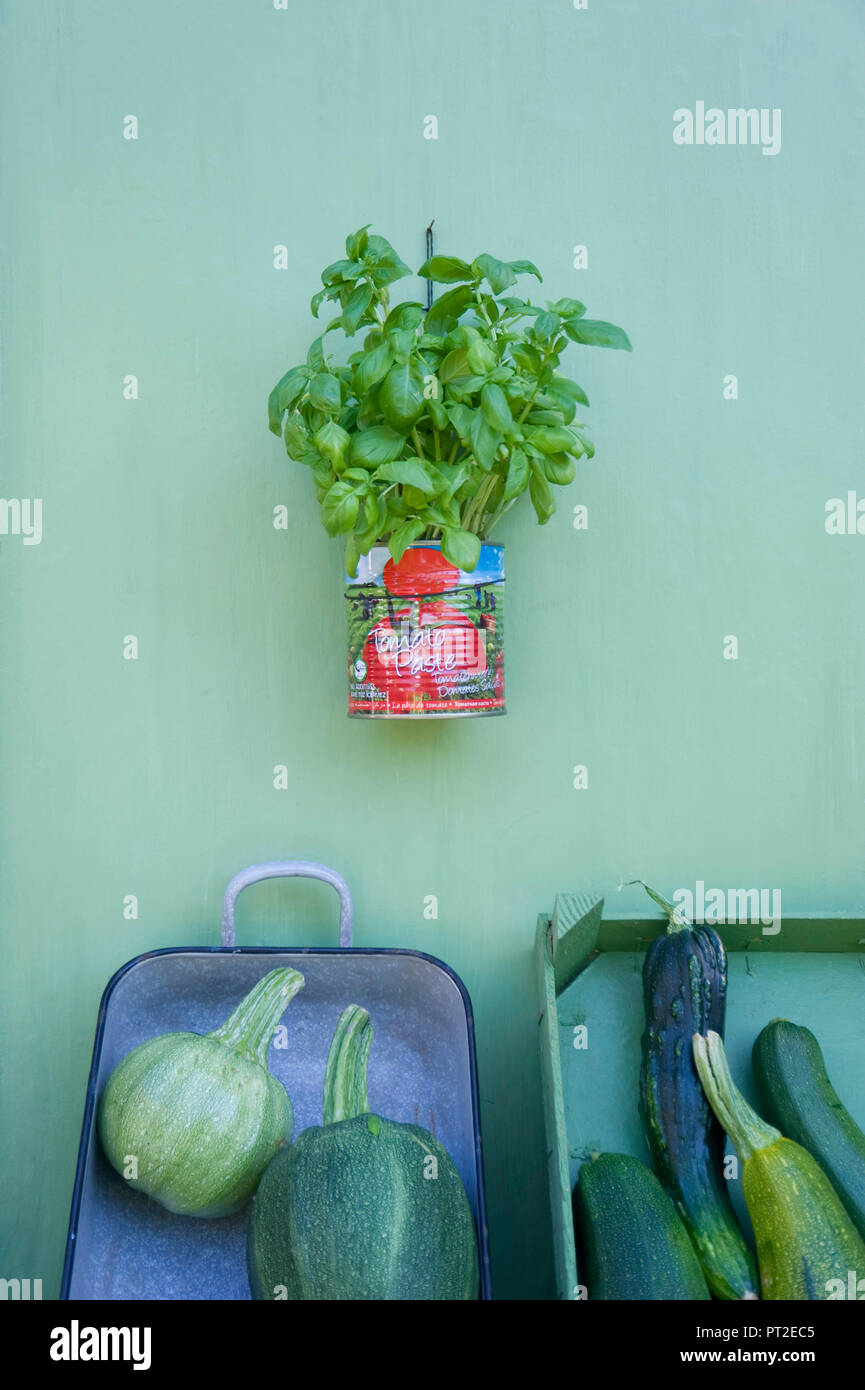 Basil in preserve can hanging on wall above boxes with courgettes Stock ...