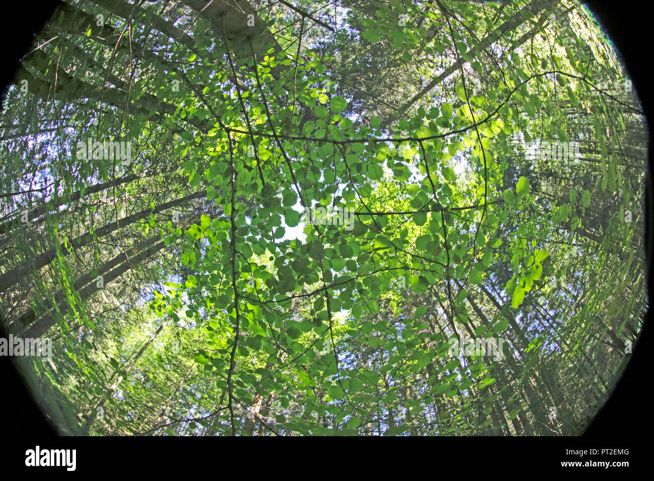 Lush mixed forest, fisheye lens Stock Photo - Alamy