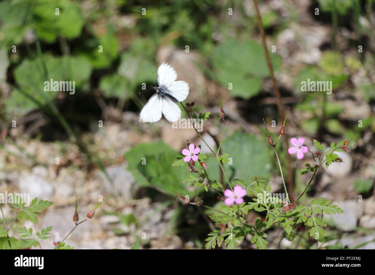 Flying butterfly hi-res stock photography and images - Alamy