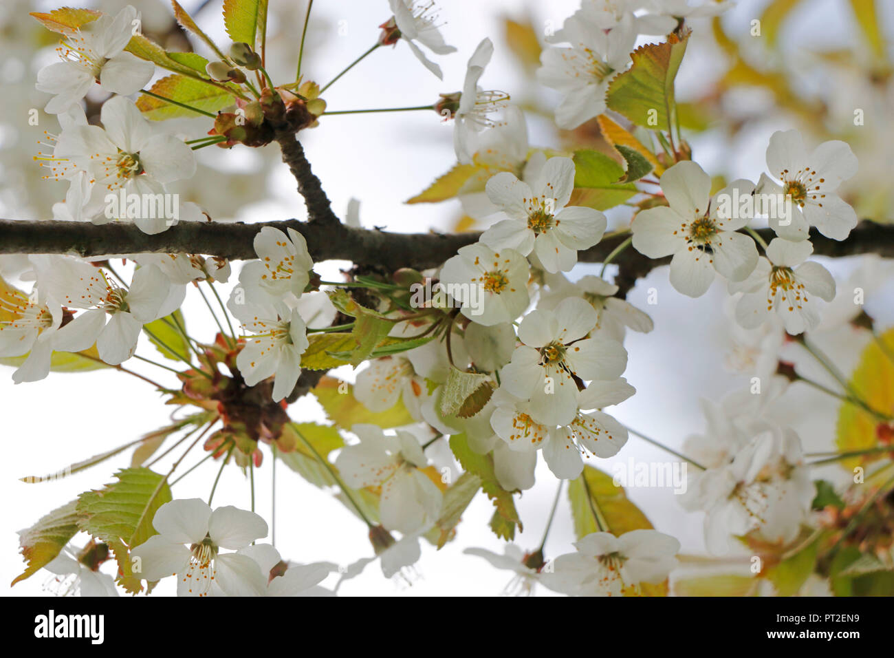 Cherry branch in full bloom Stock Photo - Alamy