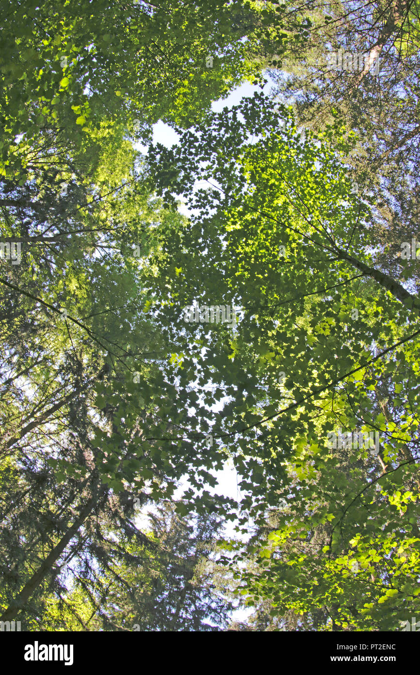 Forest clearing, fisheye lens Stock Photo - Alamy