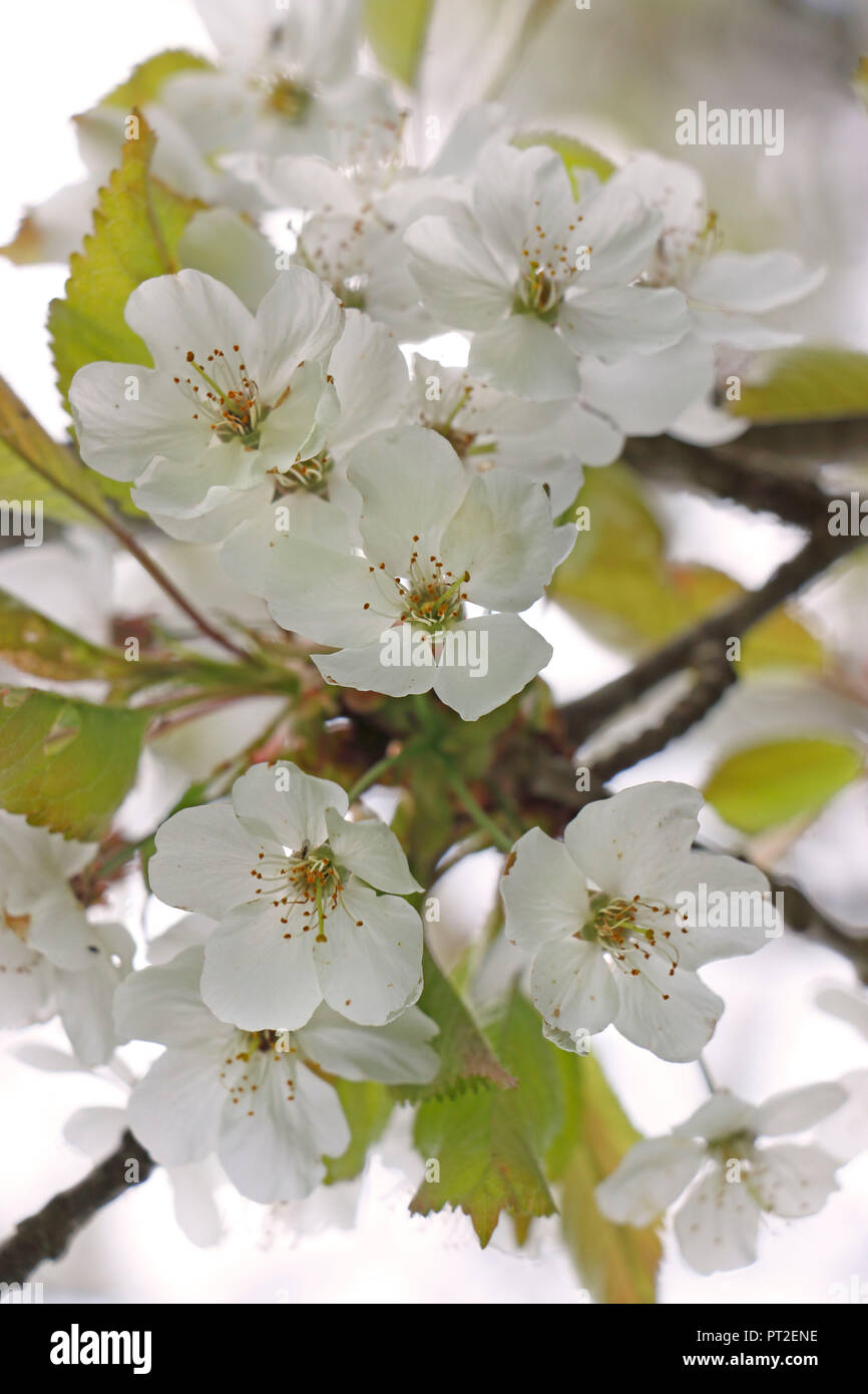 Barbara branch hi-res stock photography and images - Alamy