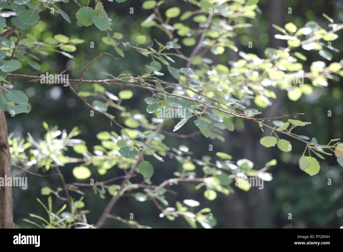 Aspen tree hi-res stock photography and images - Alamy