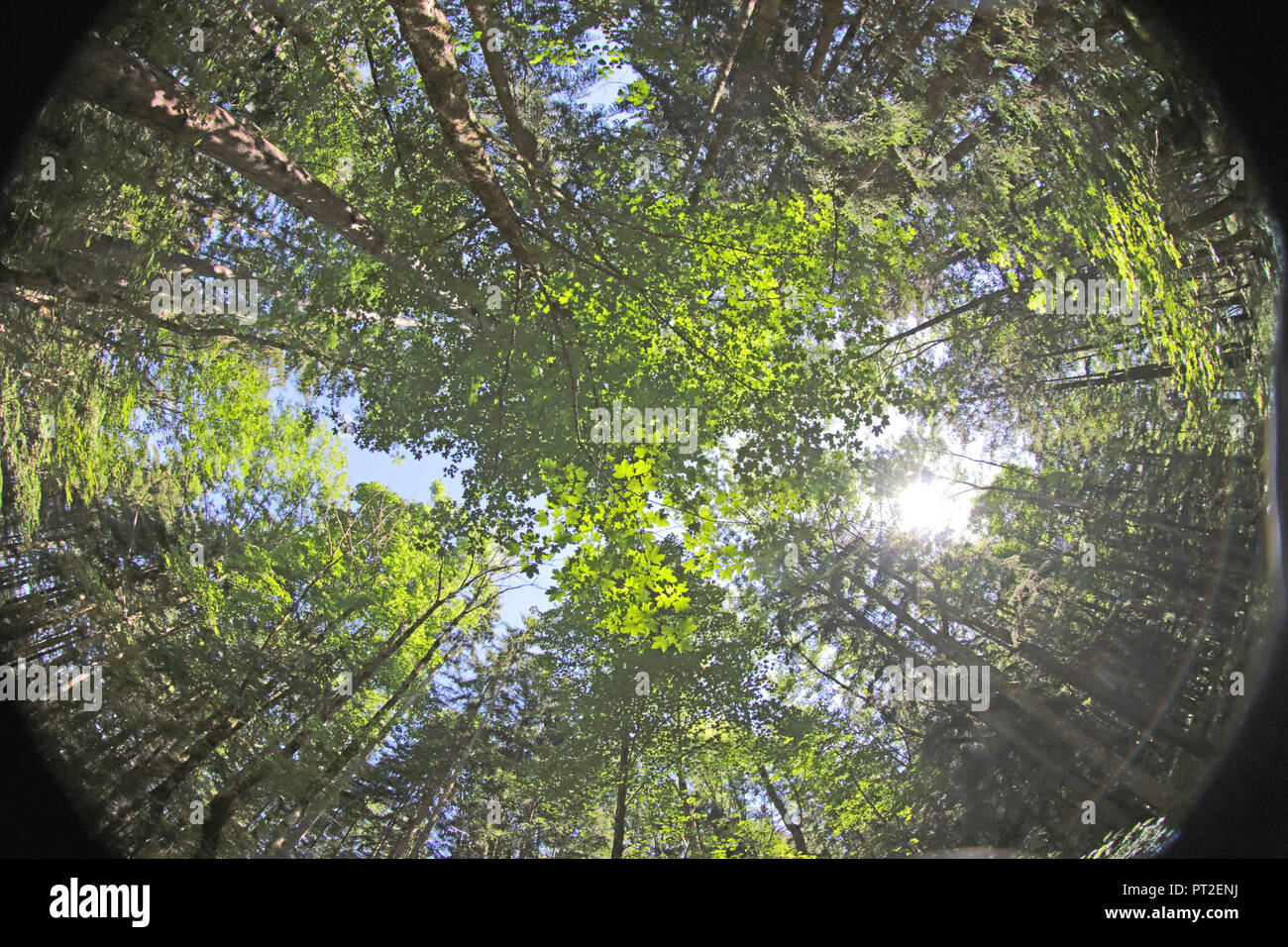 Coniferous Broad Leaved Mixed Forest High Resolution Stock Photography ...