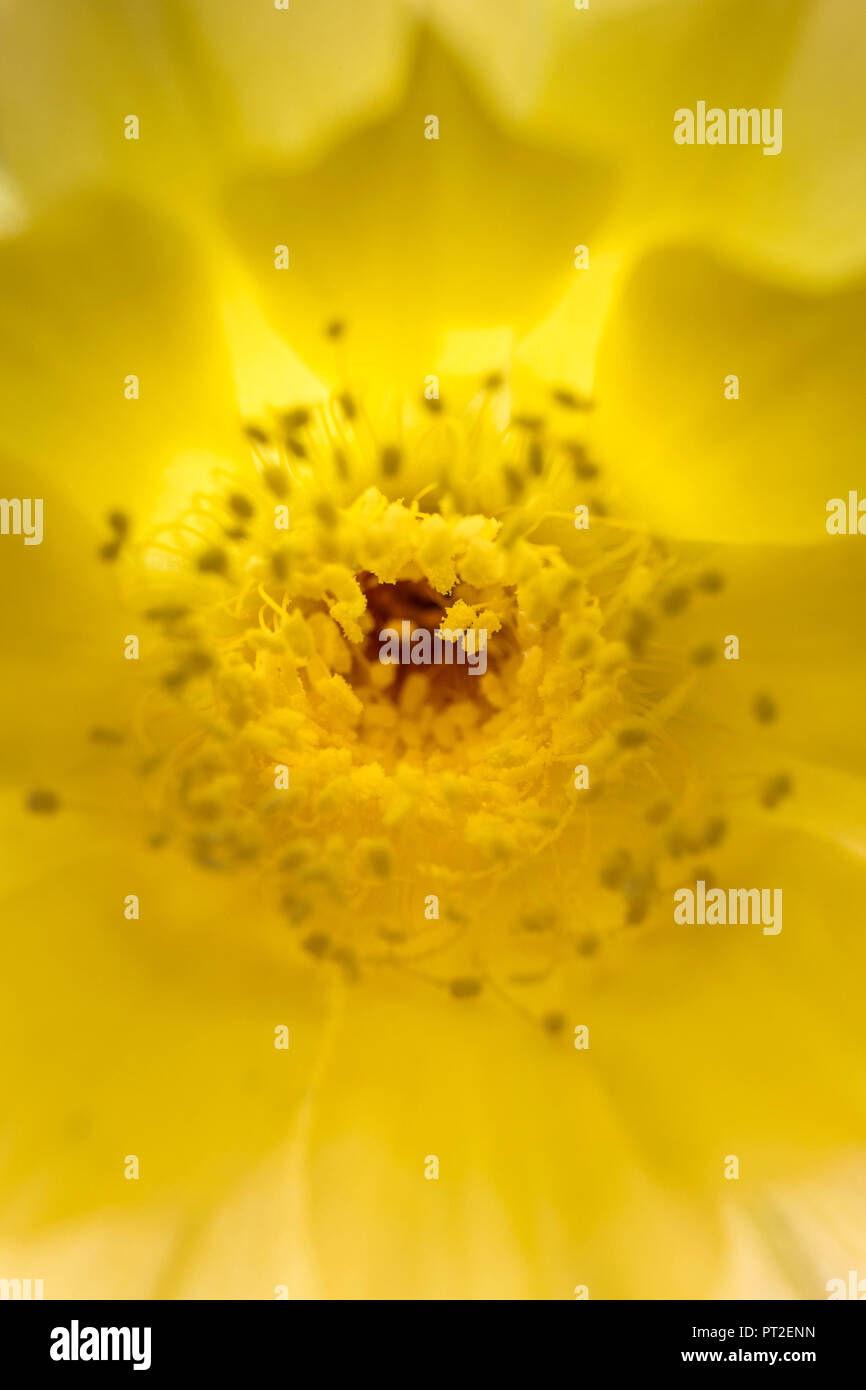 Bloom of a sea urchin cactus, Echinopsis hybrid, close-up Stock Photo ...