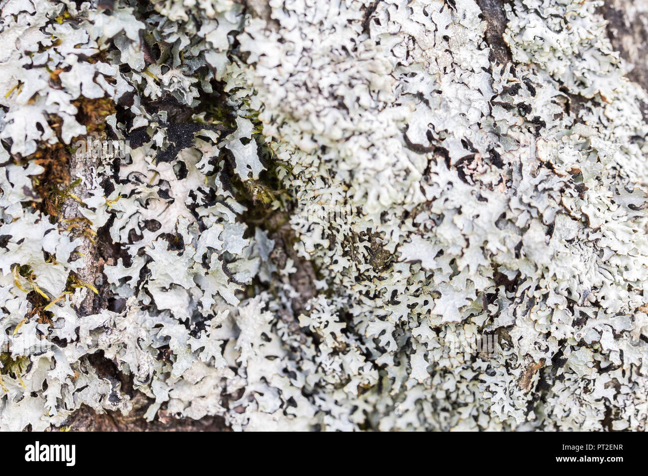 Lichen landscape hi-res stock photography and images - Alamy