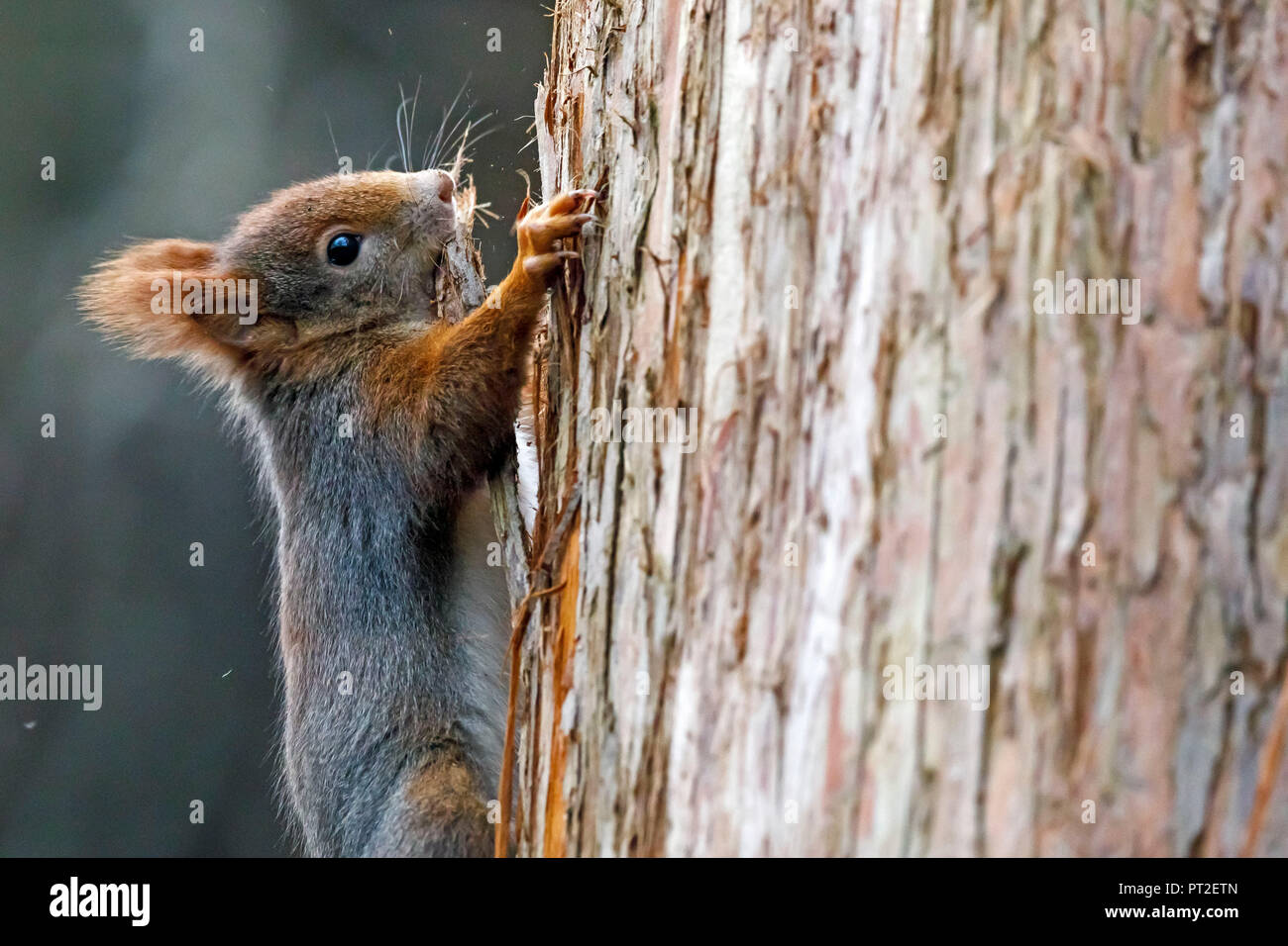 Squirrel, (Sciurus vulgaris), wildlife, Germany Stock Photo - Alamy