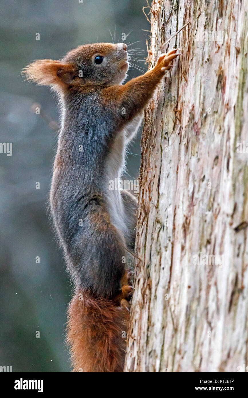 Squirrel, (Sciurus vulgaris), wildlife, Germany Stock Photo - Alamy