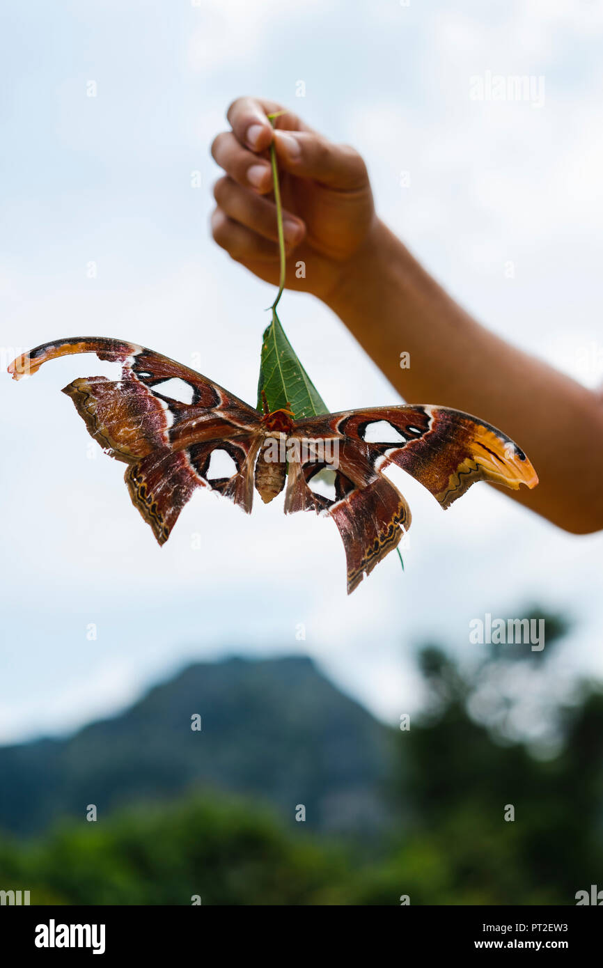 Atlas moth attacus atlas hi-res stock photography and images - Alamy