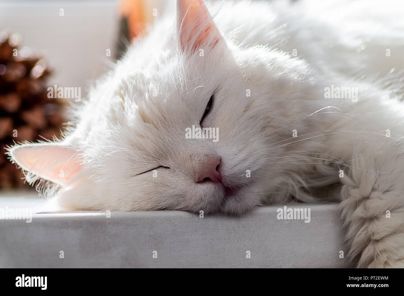 An image of nice cute white sleeping Cat , closeup Stock Photo - Alamy