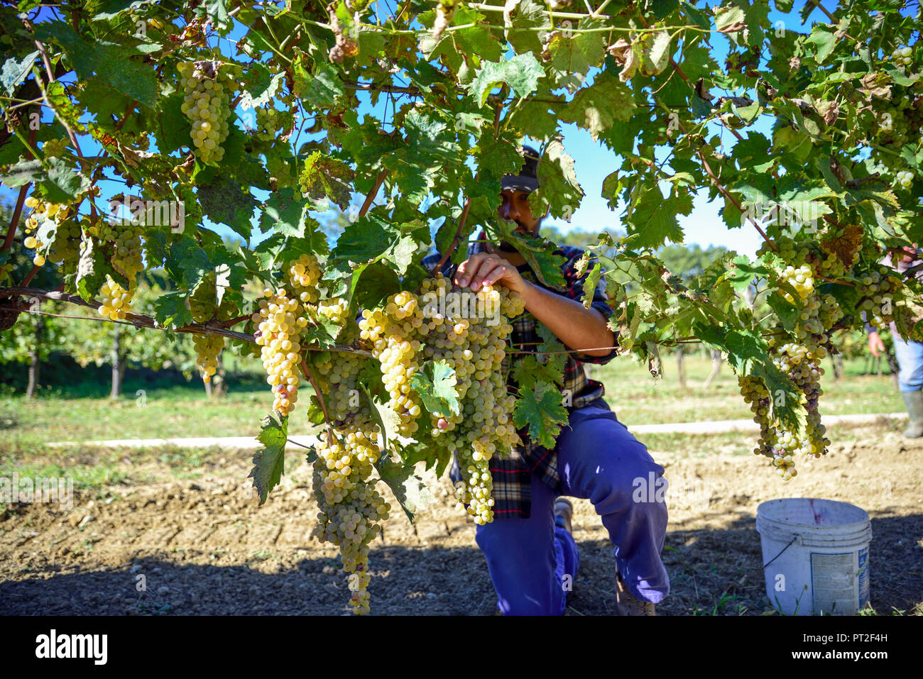 Black grapes man hi-res stock photography and images - Alamy