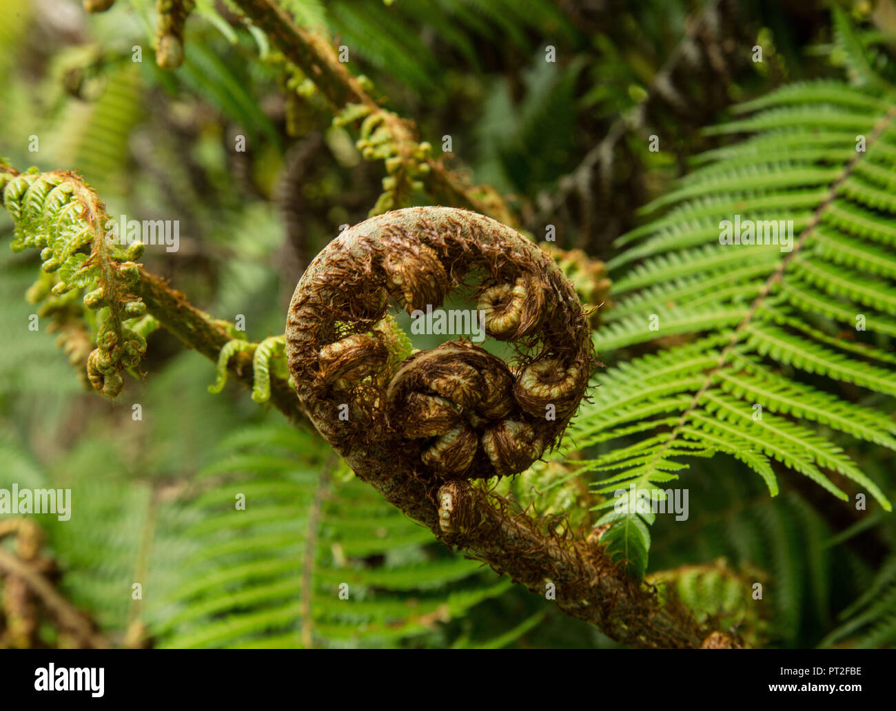 Fern detail hi-res stock photography and images - Alamy