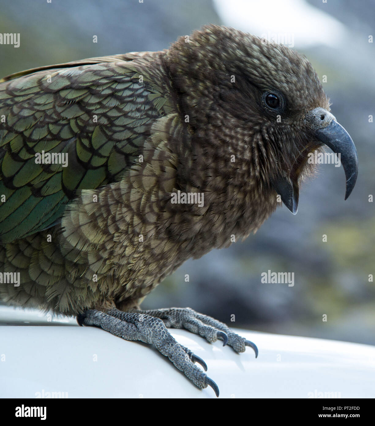 Keas hi-res stock photography and images - Alamy