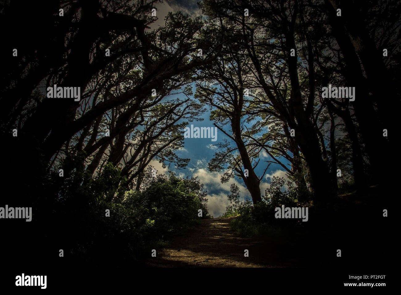 New Zealand, Kaitoke Regional Park, path, forest Stock Photo - Alamy