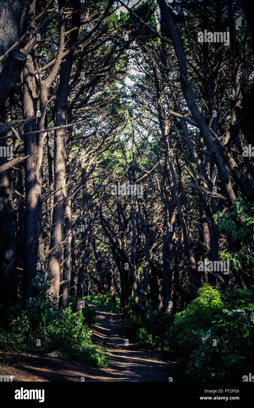 New Zealand, Kaitoke Regional Park, path, forest Stock Photo - Alamy
