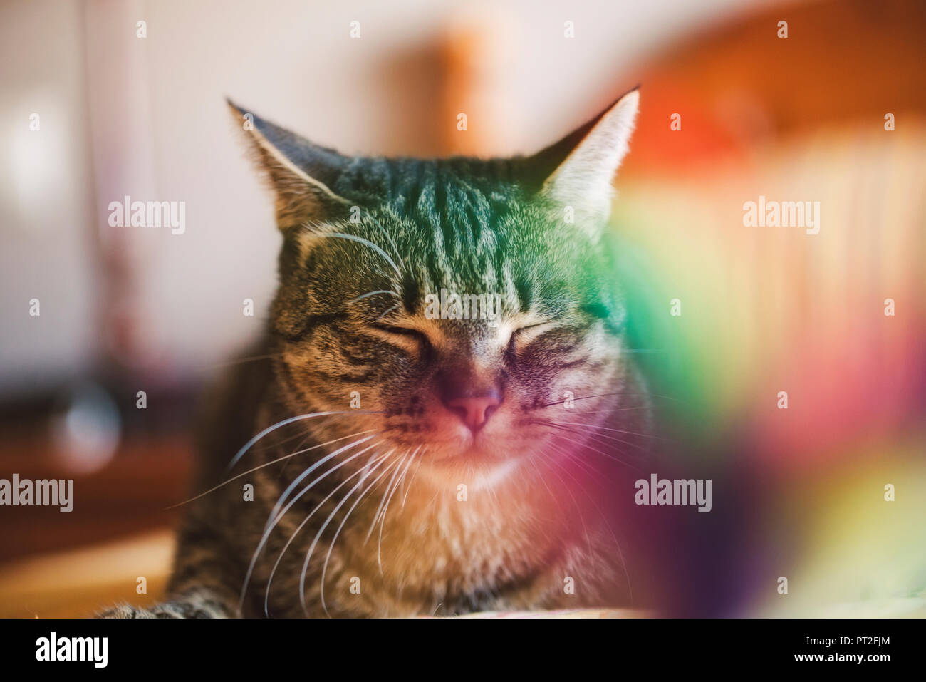 Portrait of snoozing cat Stock Photo - Alamy