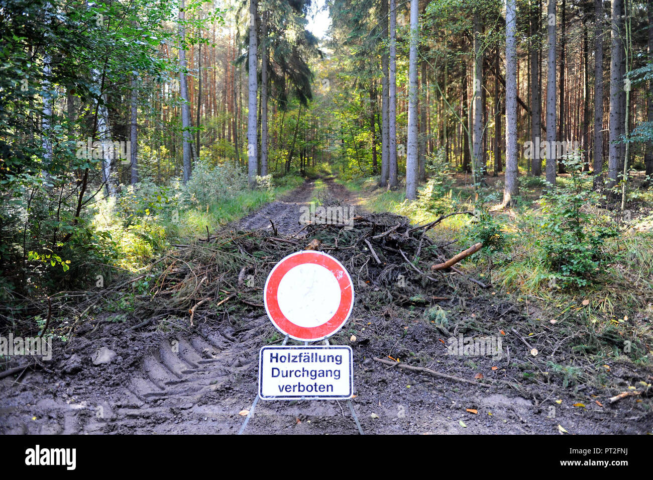 Warning sign in the natural mixed wood due to logging hi-res stock ...