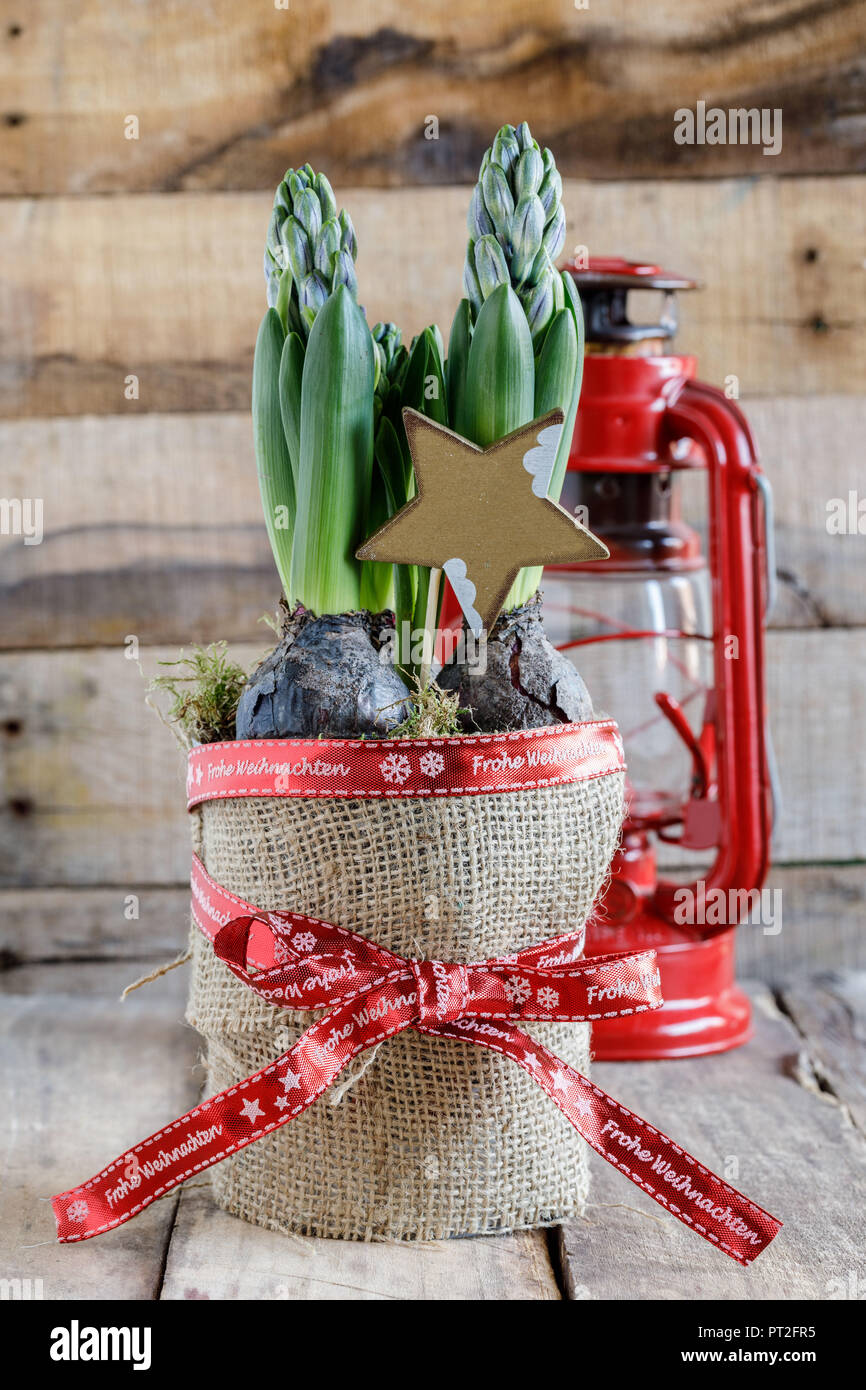 Small planter with budding hyacinths and christmas decoration hi-res ...