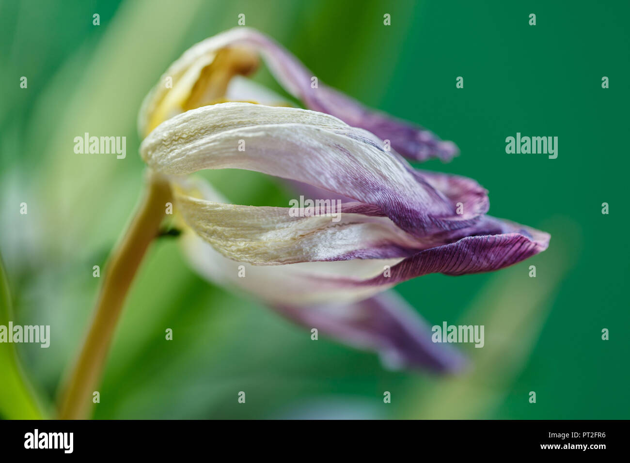 Bulb* plant withered hi-res stock photography and images - Alamy